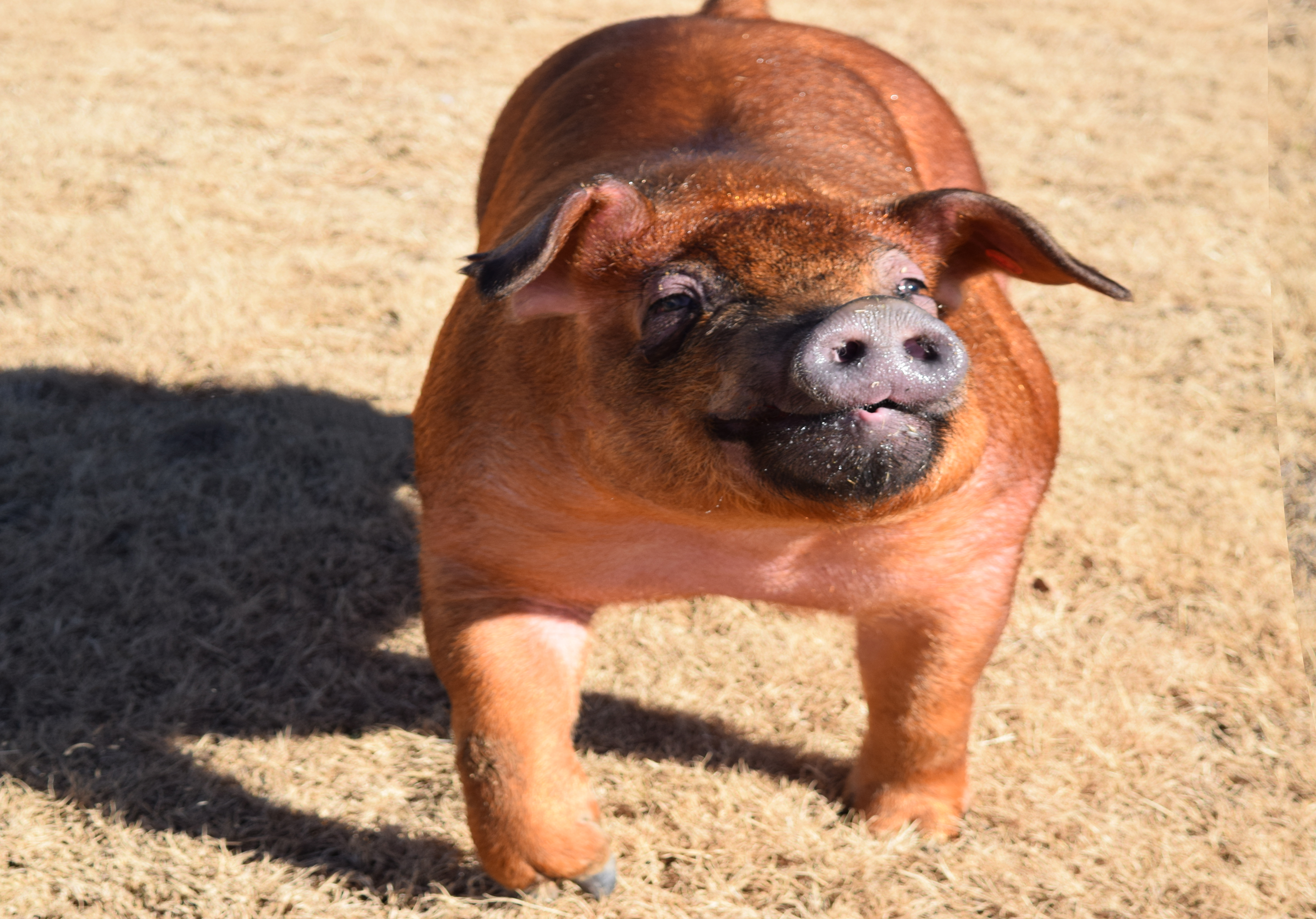 Chad Hill Durocs Boar Page